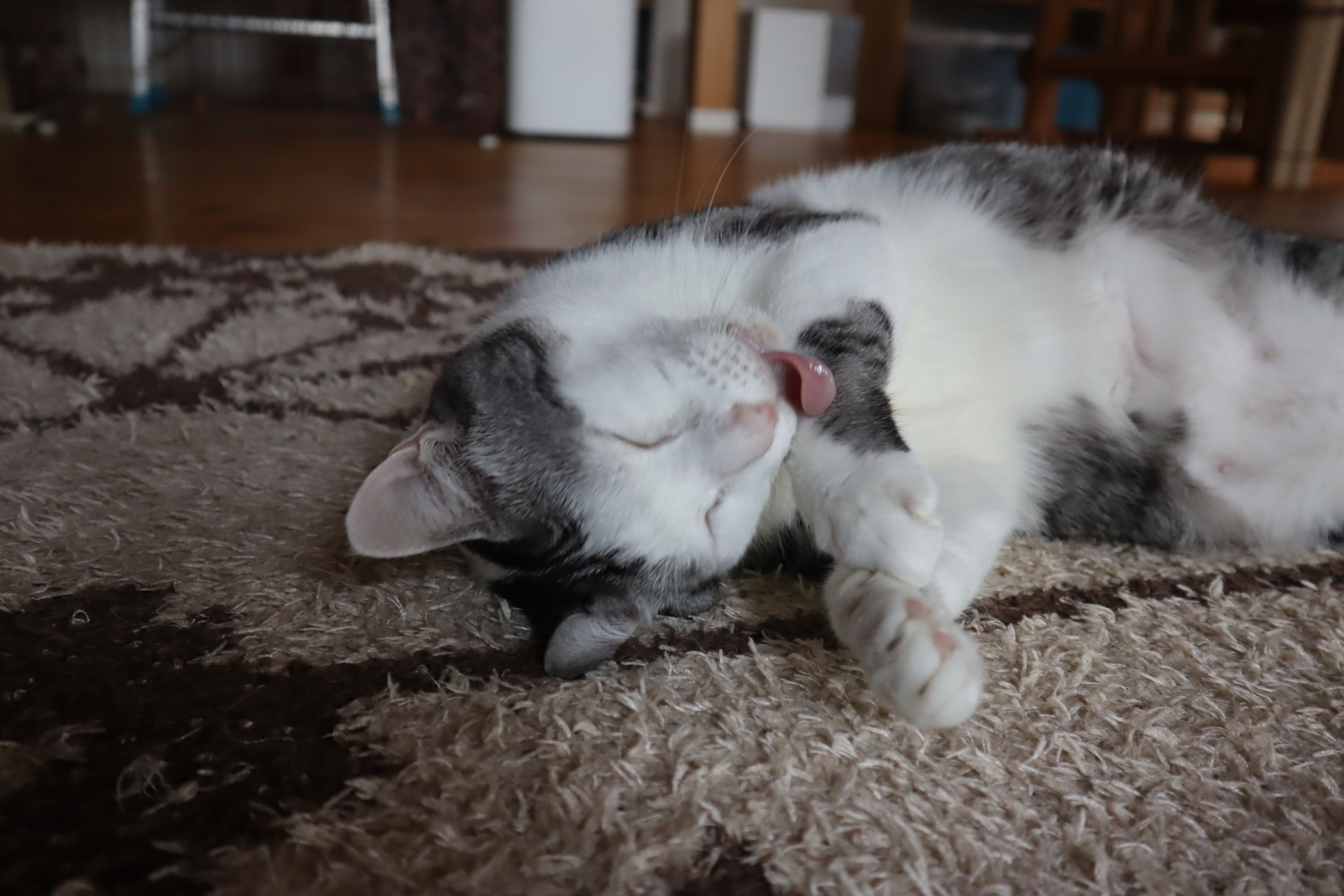 きょうのニャンこ: さぶた家のニャン子日記